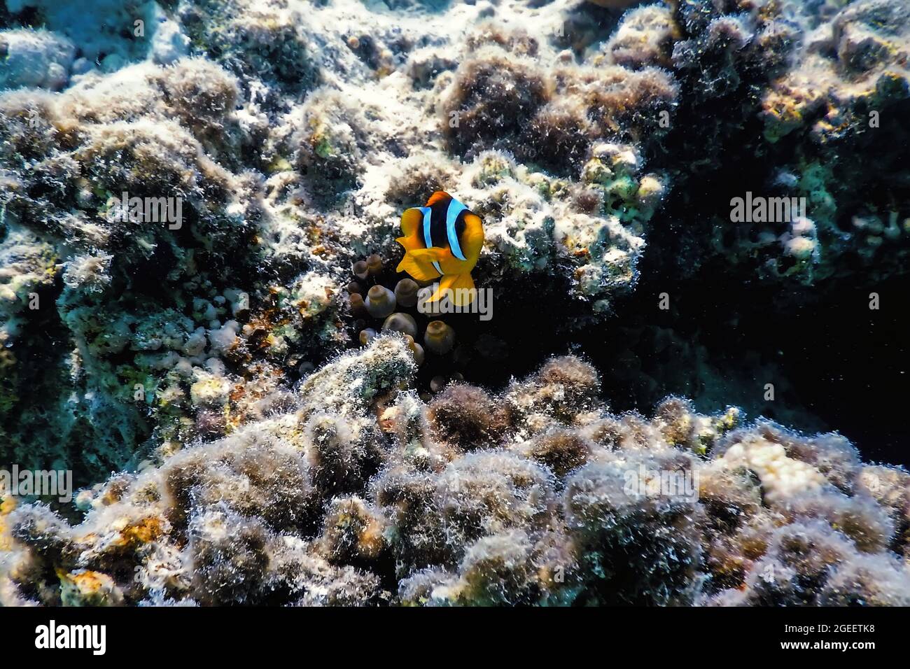 Poisson-clown de la mer Rouge (Amphiprion bicinctus) Mer Rouge, vie ...
