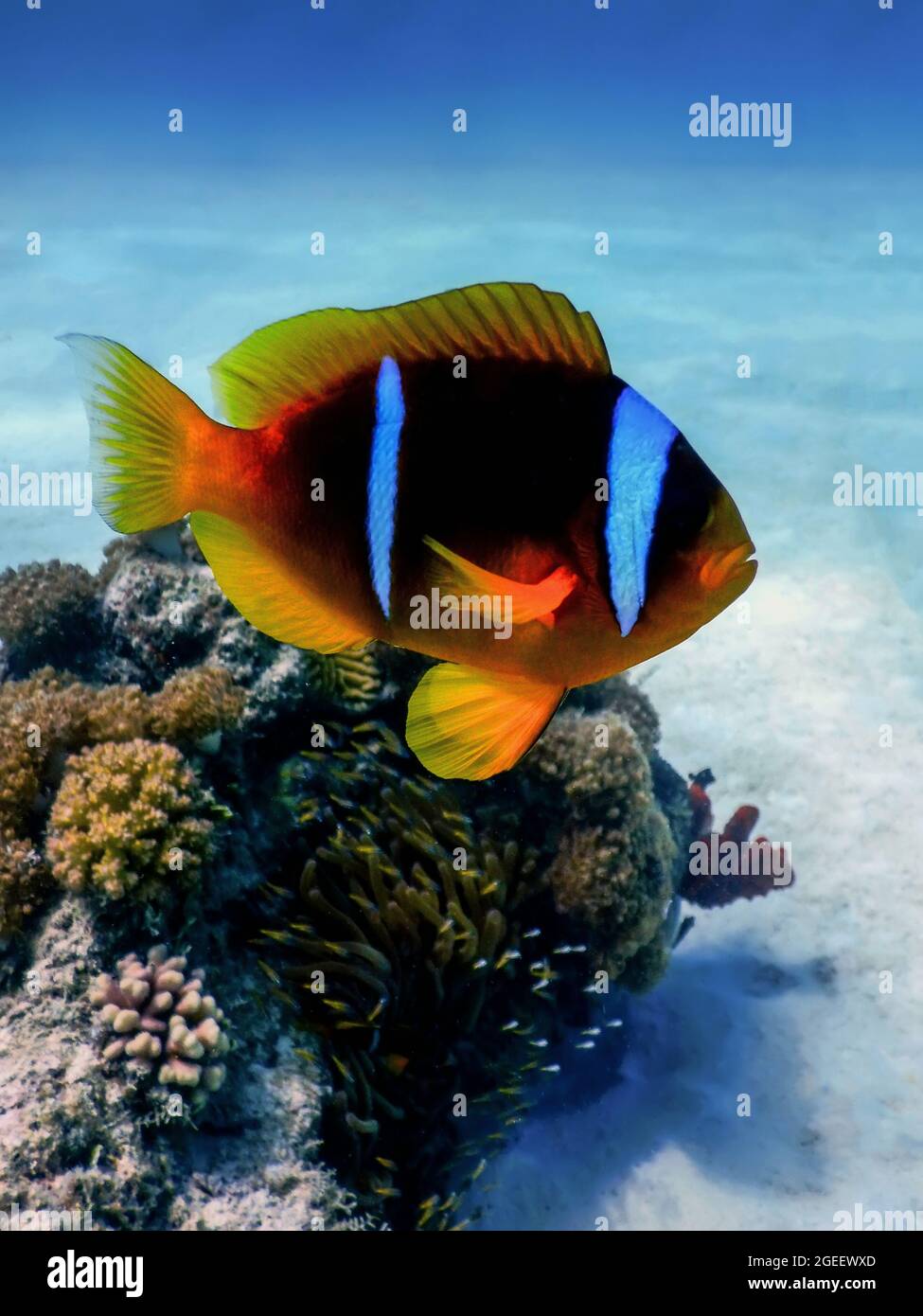 Poisson-clown de la mer Rouge (Amphiprion bicinctus) Mer Rouge, vie ...