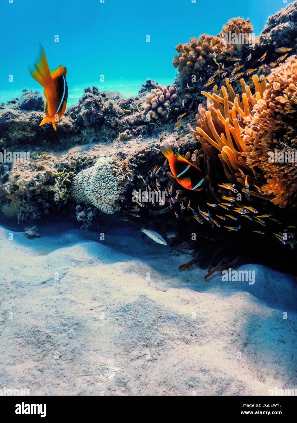 Poisson-clown de la mer Rouge (Amphiprion bicinctus) Mer Rouge, vie ...