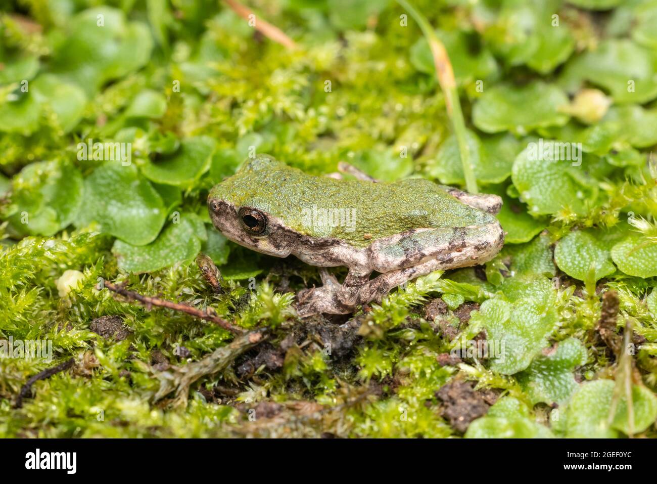 Hyla versicolor Banque de photographies et d’images à haute résolution ...