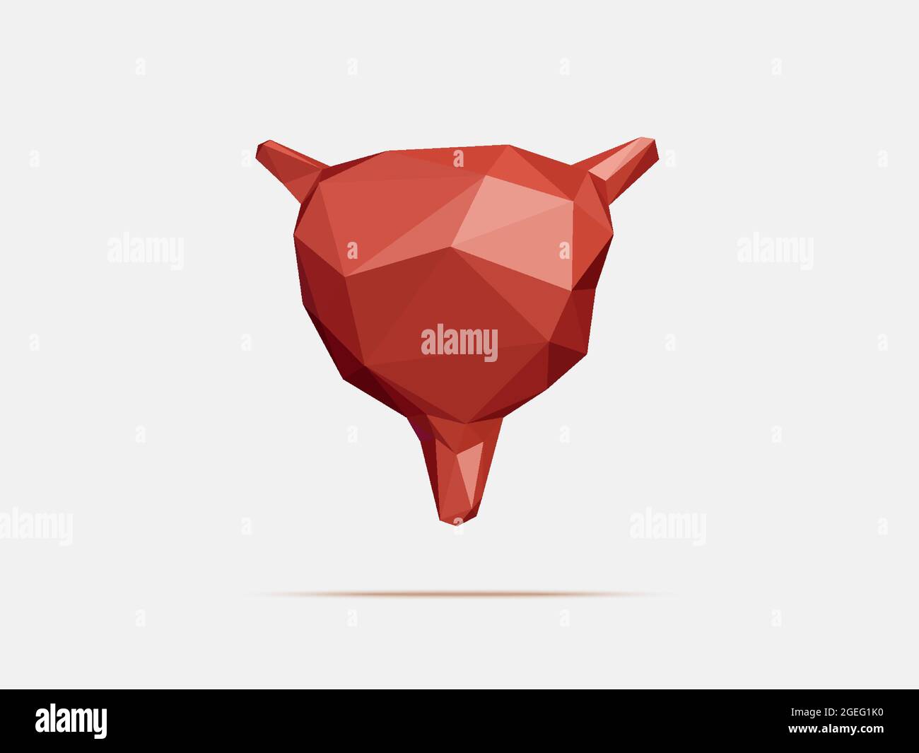 Illustration vectorielle de la vessie humaine avec effet géométrique ...