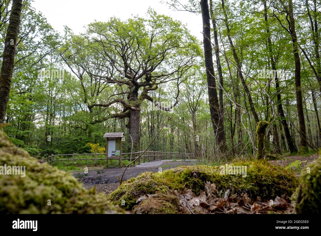 Paimpont (Bretagne, nord-ouest de la France): Chêne "chene des Hindres ...