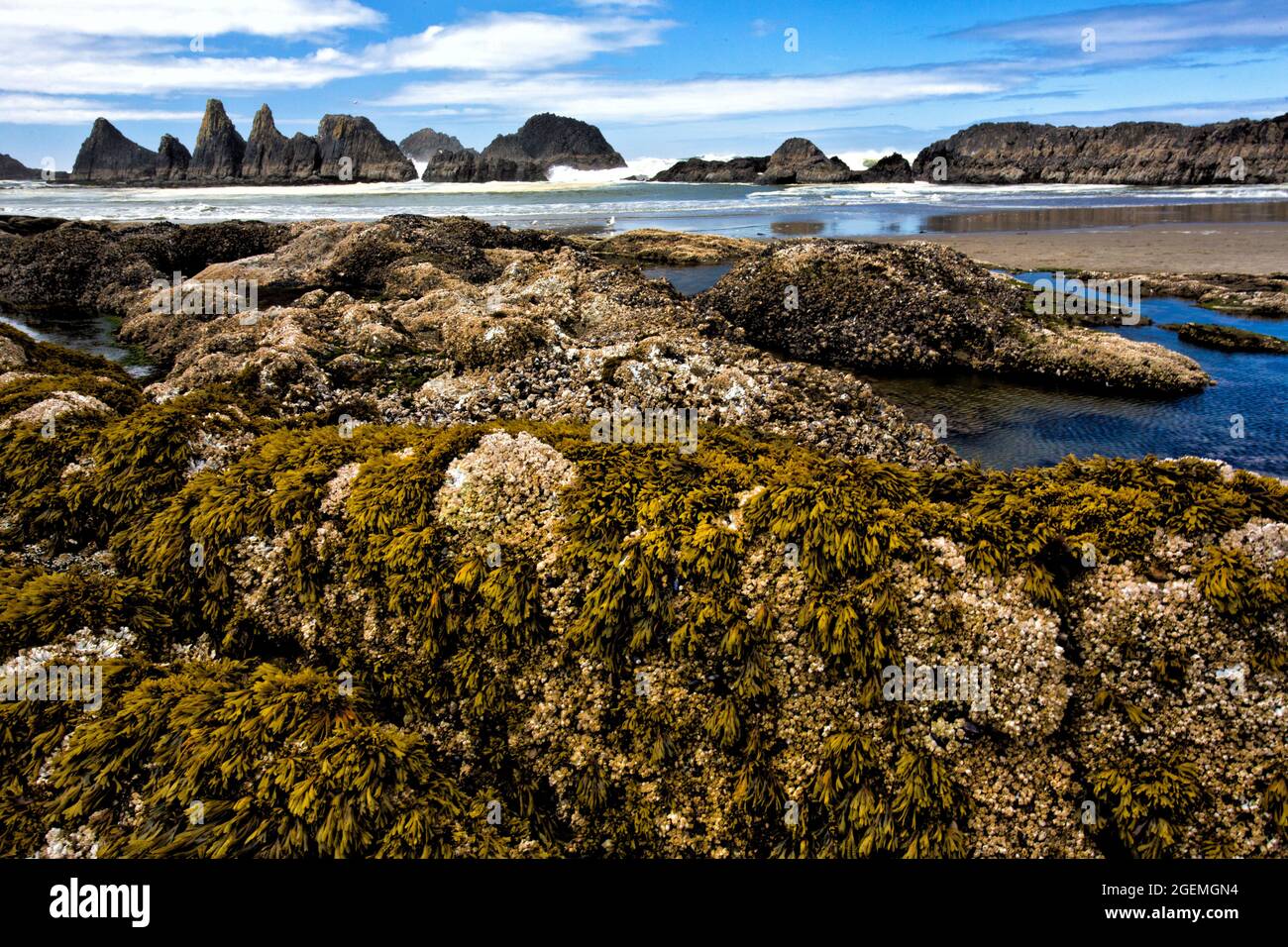 Plage de phoque rock oregon Banque de photographies et d’images à haute ...
