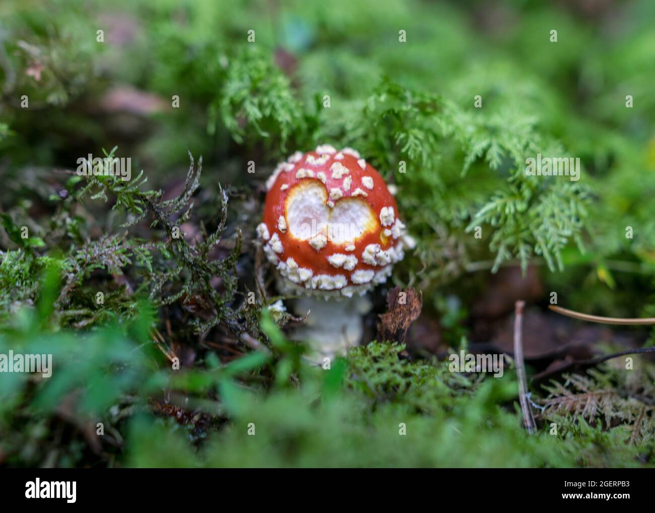 Champignons sauvages dans la forêt, arrière-plan traditionnel de la ...