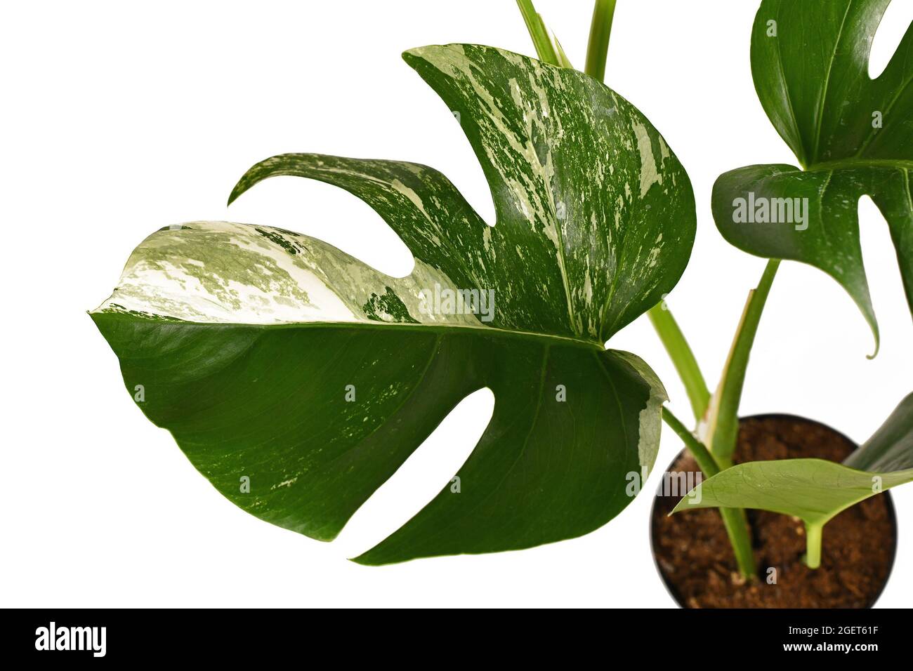 Monstera delicioa variegata Banque de photographies et d’images à haute ...