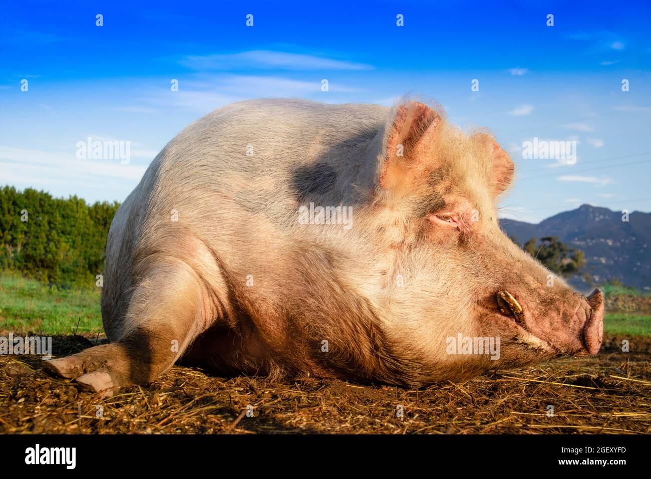 Big pig Banque de photographies et d’images à haute résolution - Alamy