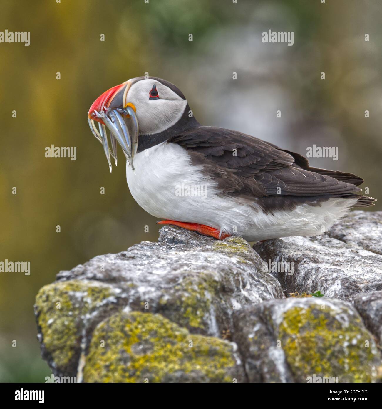 Couple de macareux moine Banque de photographies et d’images à haute ...