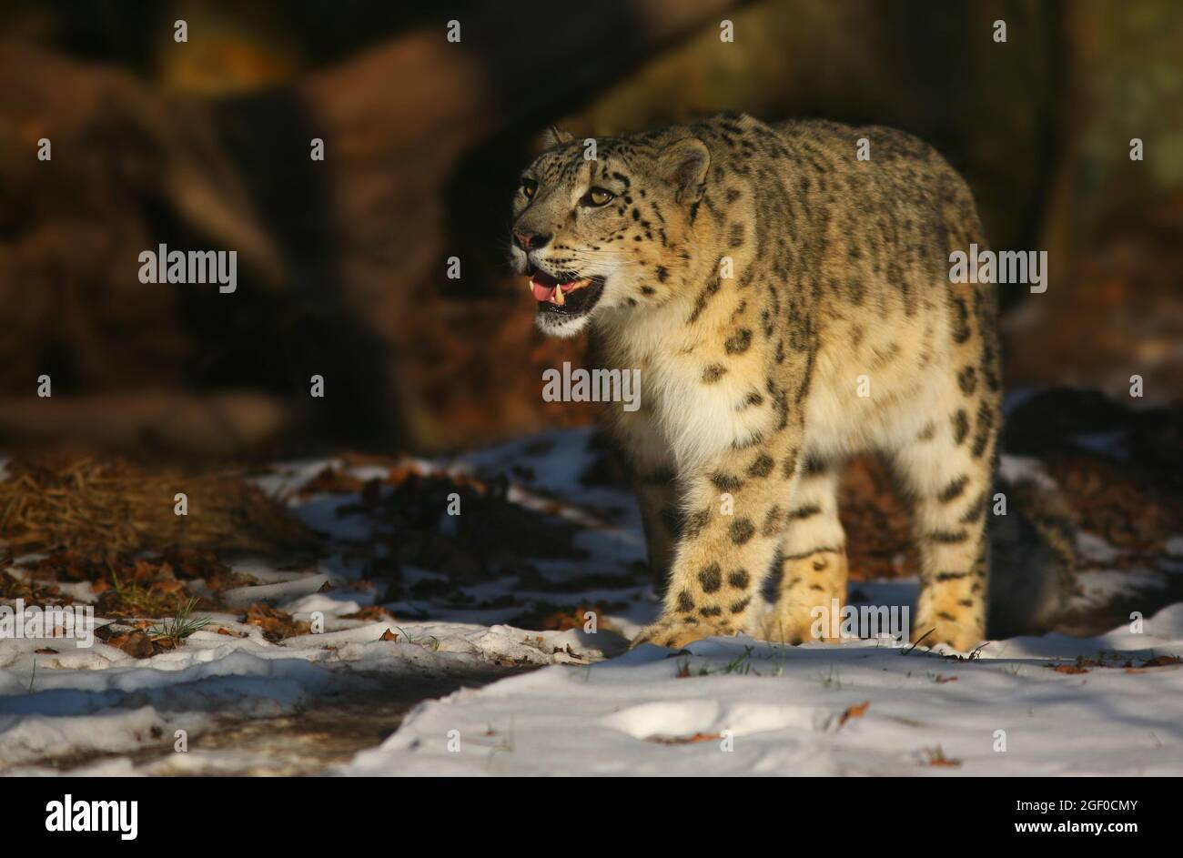 Raubtier leopard Banque de photographies et d’images à haute résolution ...