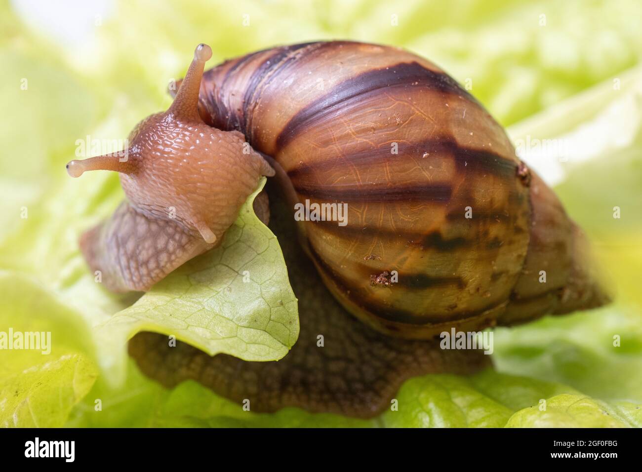 Petit escargot d'Achatina mangeant une feuille de laitue ou d'herbe ...