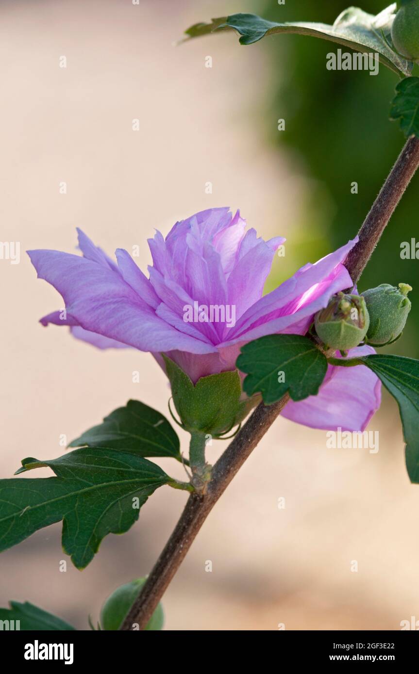 Hibiscus Syriacus Althea Banque d'image et photos - Alamy