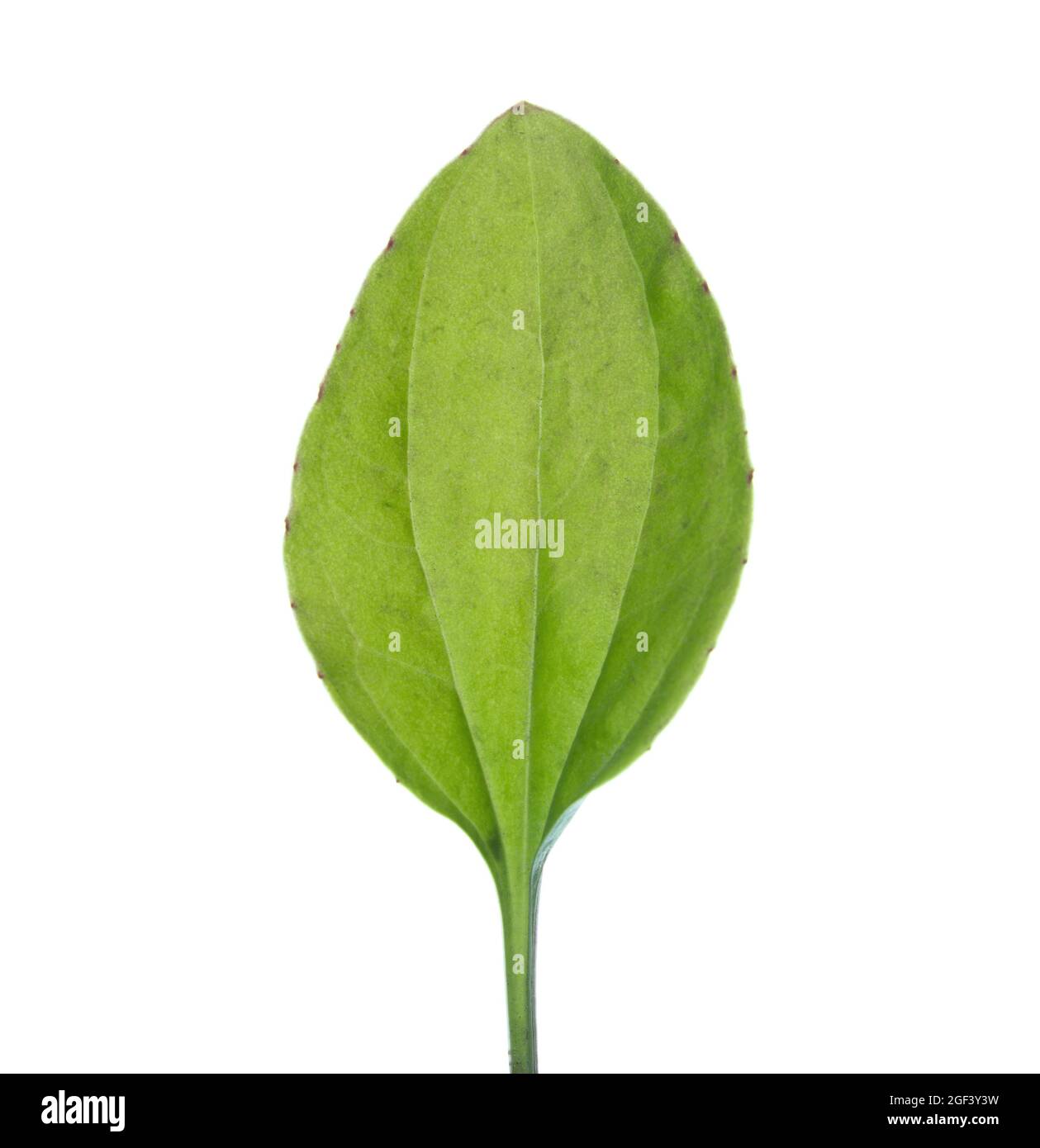 Feuille de plantain Banque de photographies et d’images à haute ...