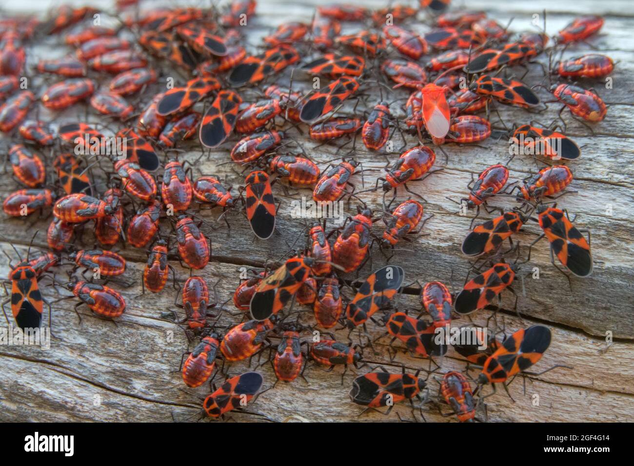Accumulation dense d'insectes sur le tronc des arbres. Firebug ...
