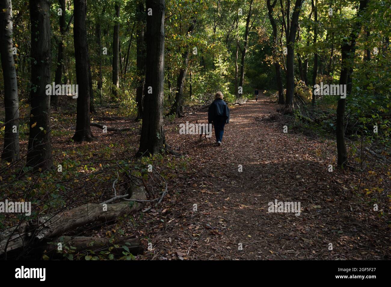 Une promenade dans les bois Banque de photographies et d’images à haute ...