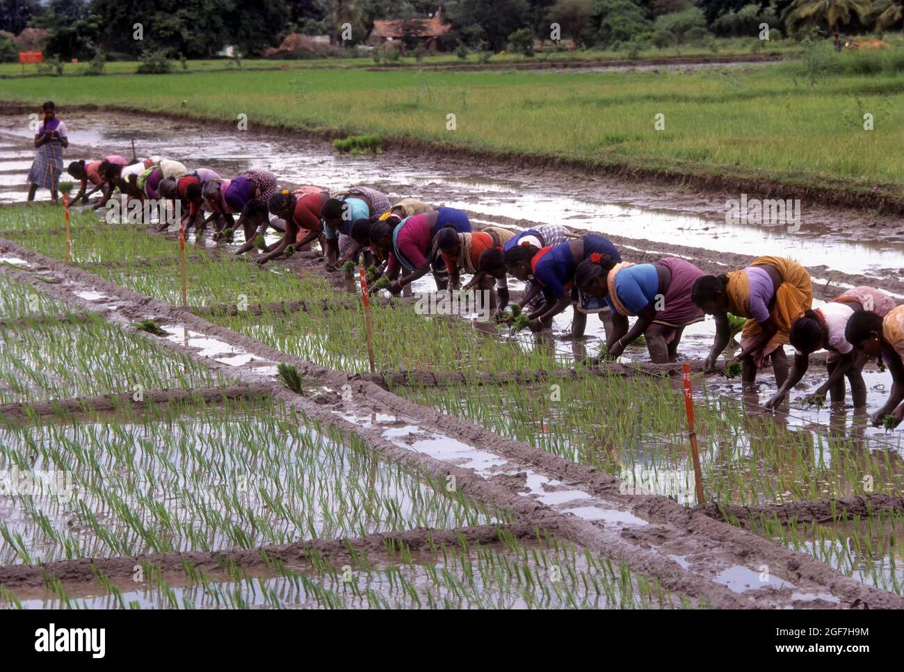 Transplanting rice seedlings Banque de photographies et d’images à ...