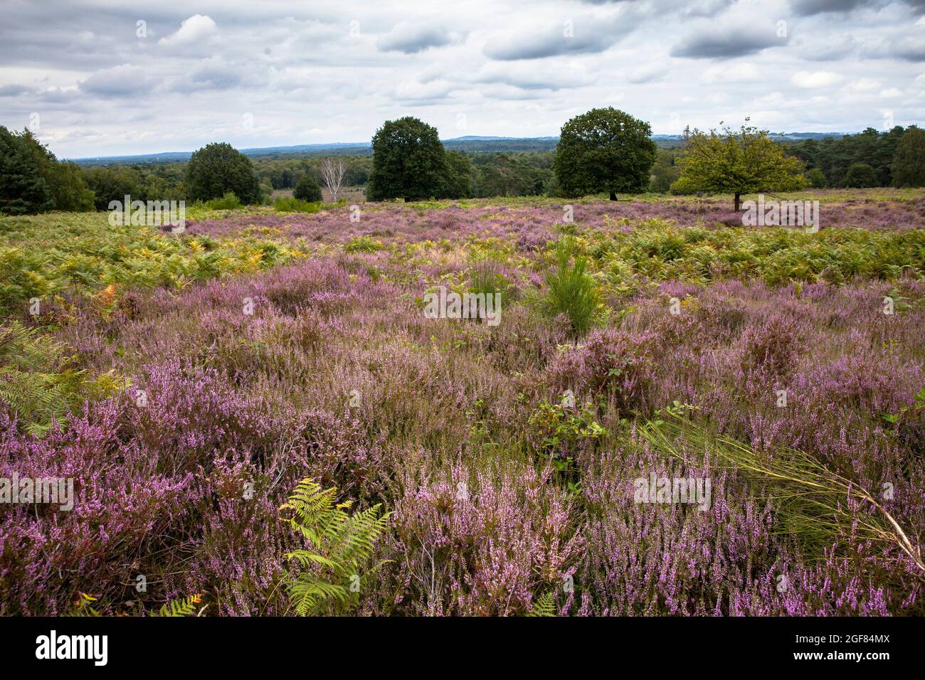 Bruyère calluna vulgaris Banque de photographies et d’images à haute ...