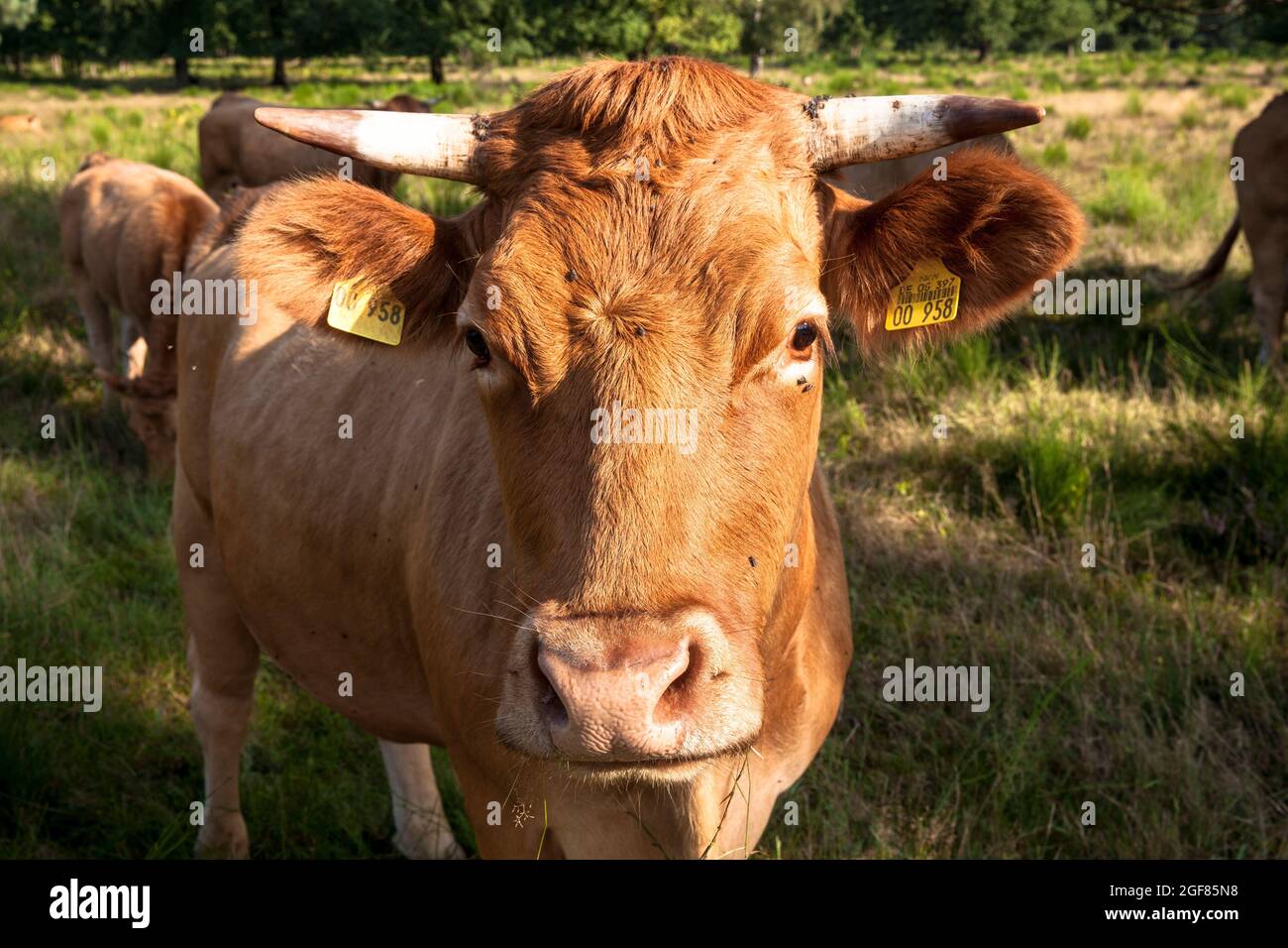 Glan rind Banque de photographies et d’images à haute résolution - Alamy