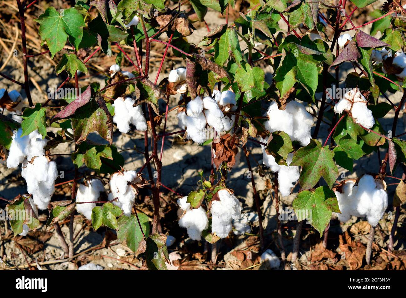 Graine de coton Banque de photographies et d’images à haute résolution ...