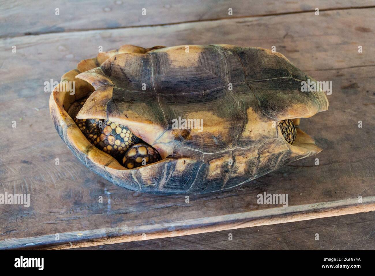 Peruvian jungle Banque de photographies et d’images à haute résolution ...