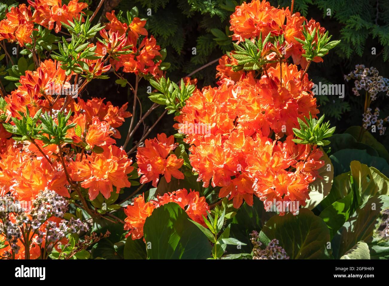 Arbuste Fleurs Orange été