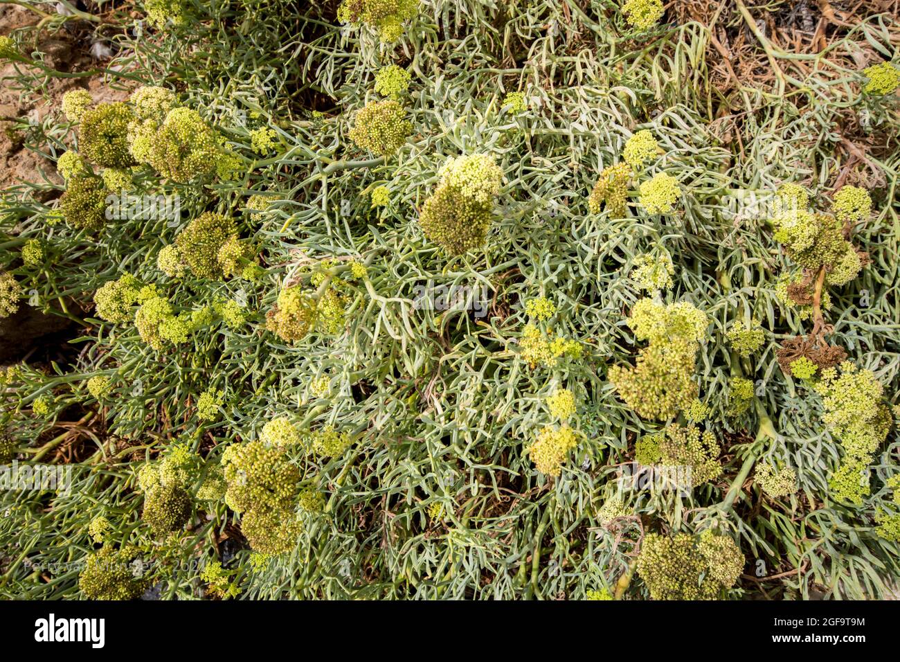Saphir de roche, plante sauvage comestible, fenouil de roche, Crithmum ...
