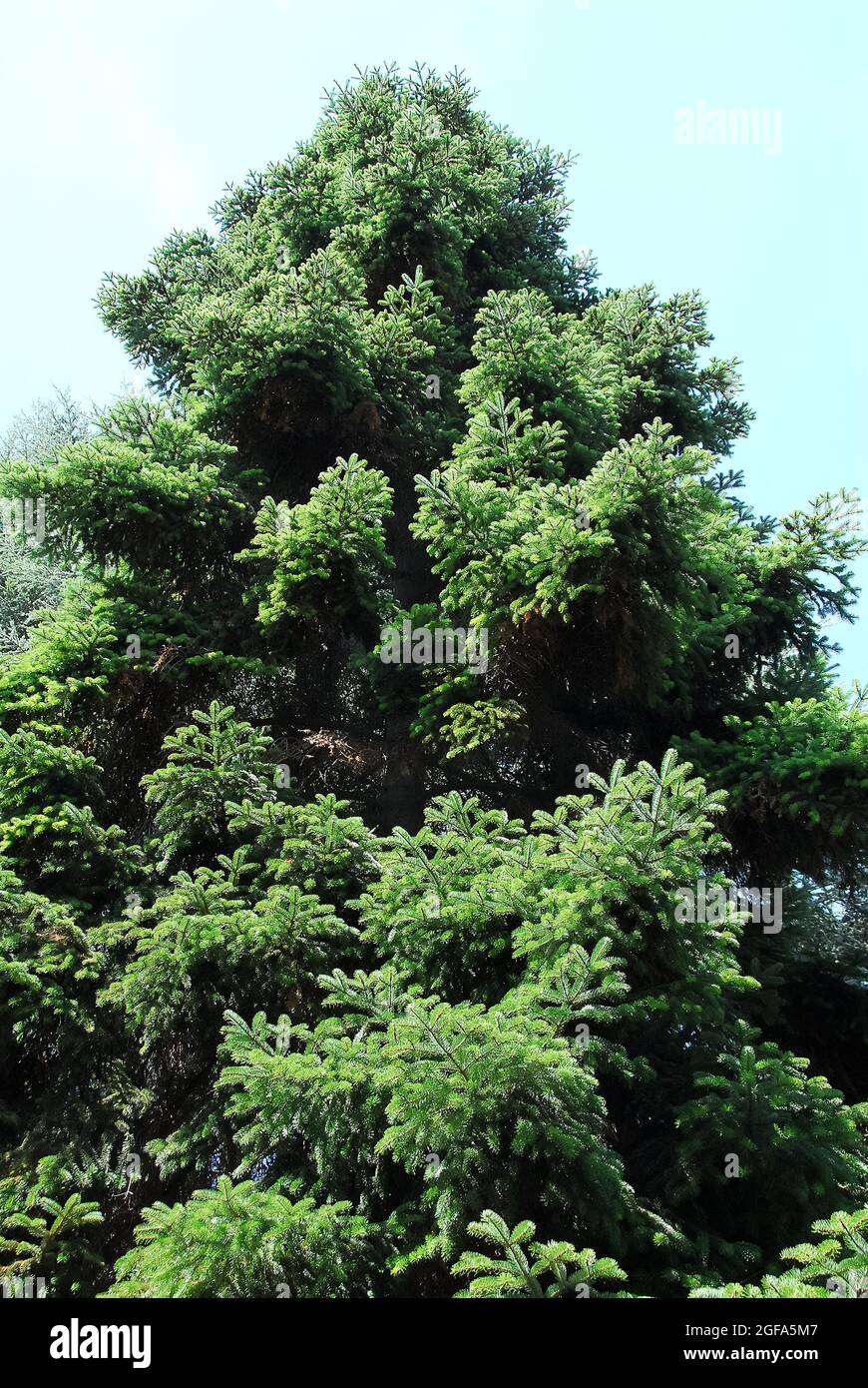Sapin algérien, Numidische Tanne, Algier-Tanne, Abies numidica ...