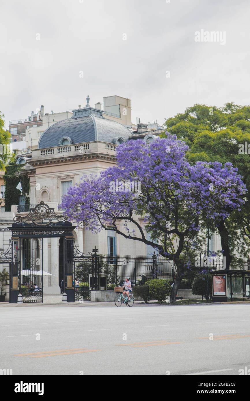 Jacaranda tree argentina Banque de photographies et d’images à haute ...