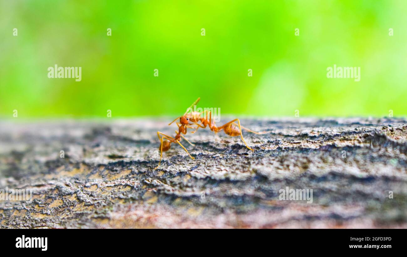 Fourmis rouges Banque de photographies et d’images à haute résolution ...