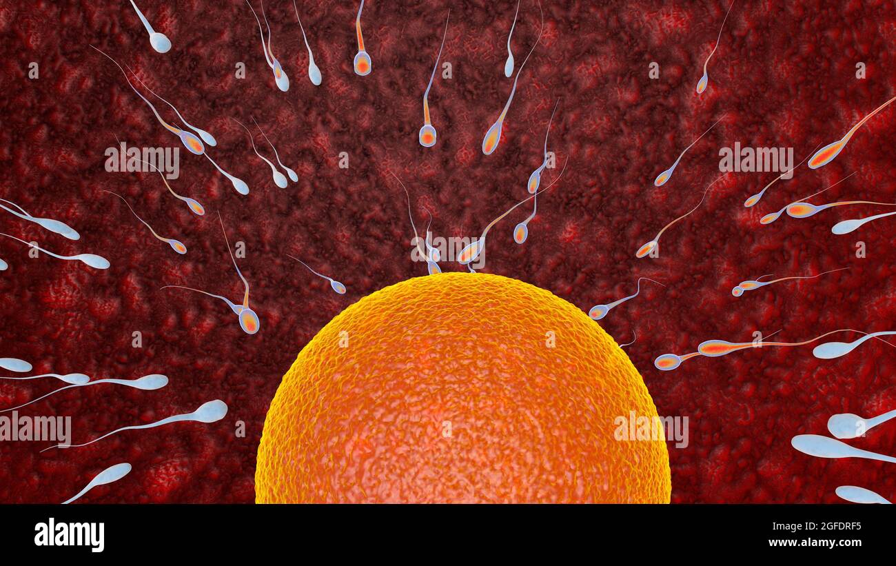 La fécondation est la fusion de gamètes haploïdes, d'ovules et de ...