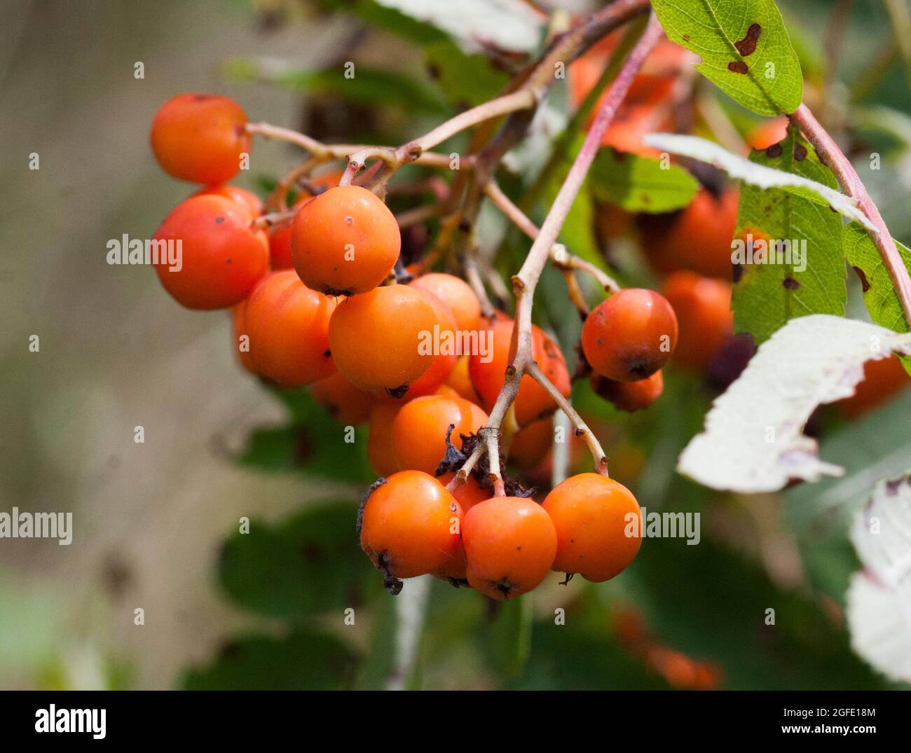 Rowan sorbus aucuparia Banque de photographies et d’images à haute ...