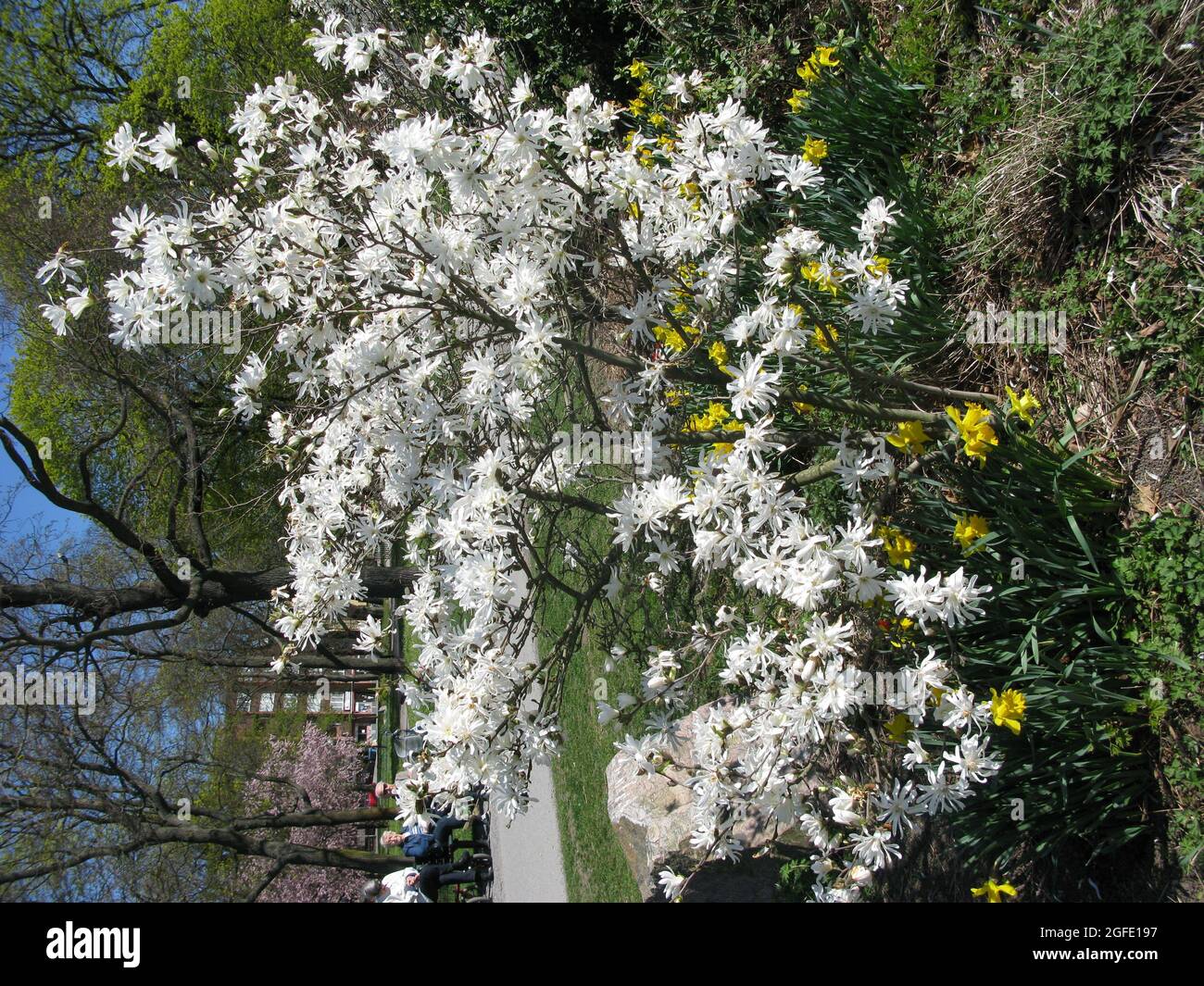 Magnolia étoilé magnolia stellata Banque de photographies et d’images à ...