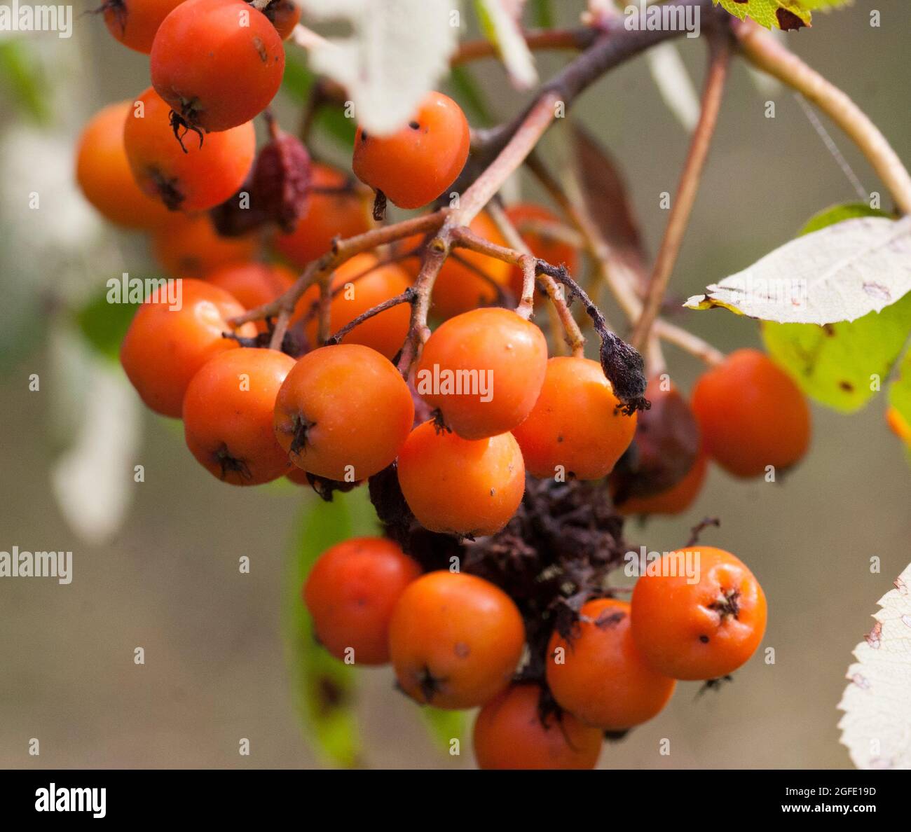 Rowan sorbus aucuparia Banque de photographies et d’images à haute ...