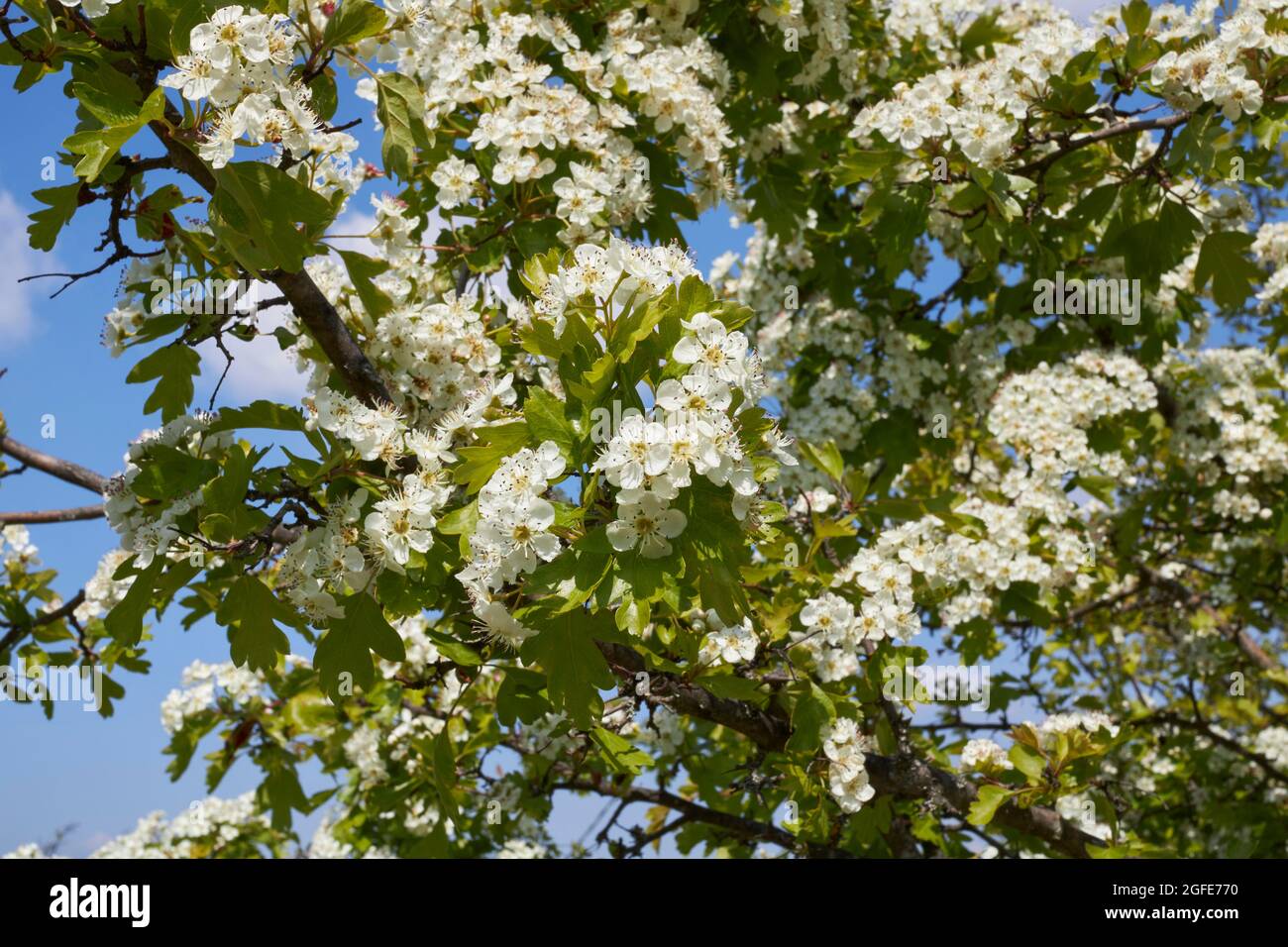 Crataegus monogyna épine Banque de photographies et d’images à haute ...