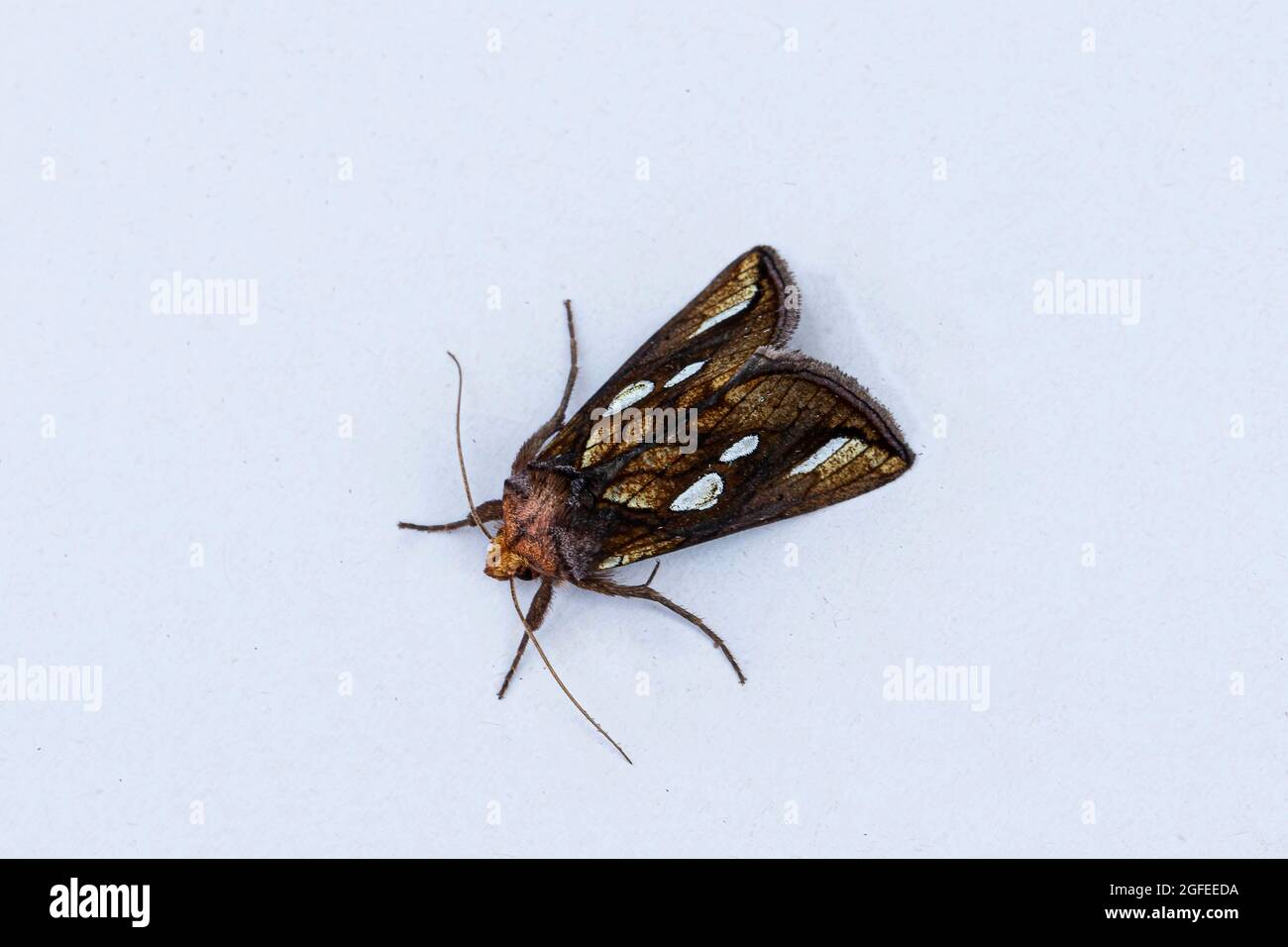 Plusia festucae Banque de photographies et d’images à haute résolution ...