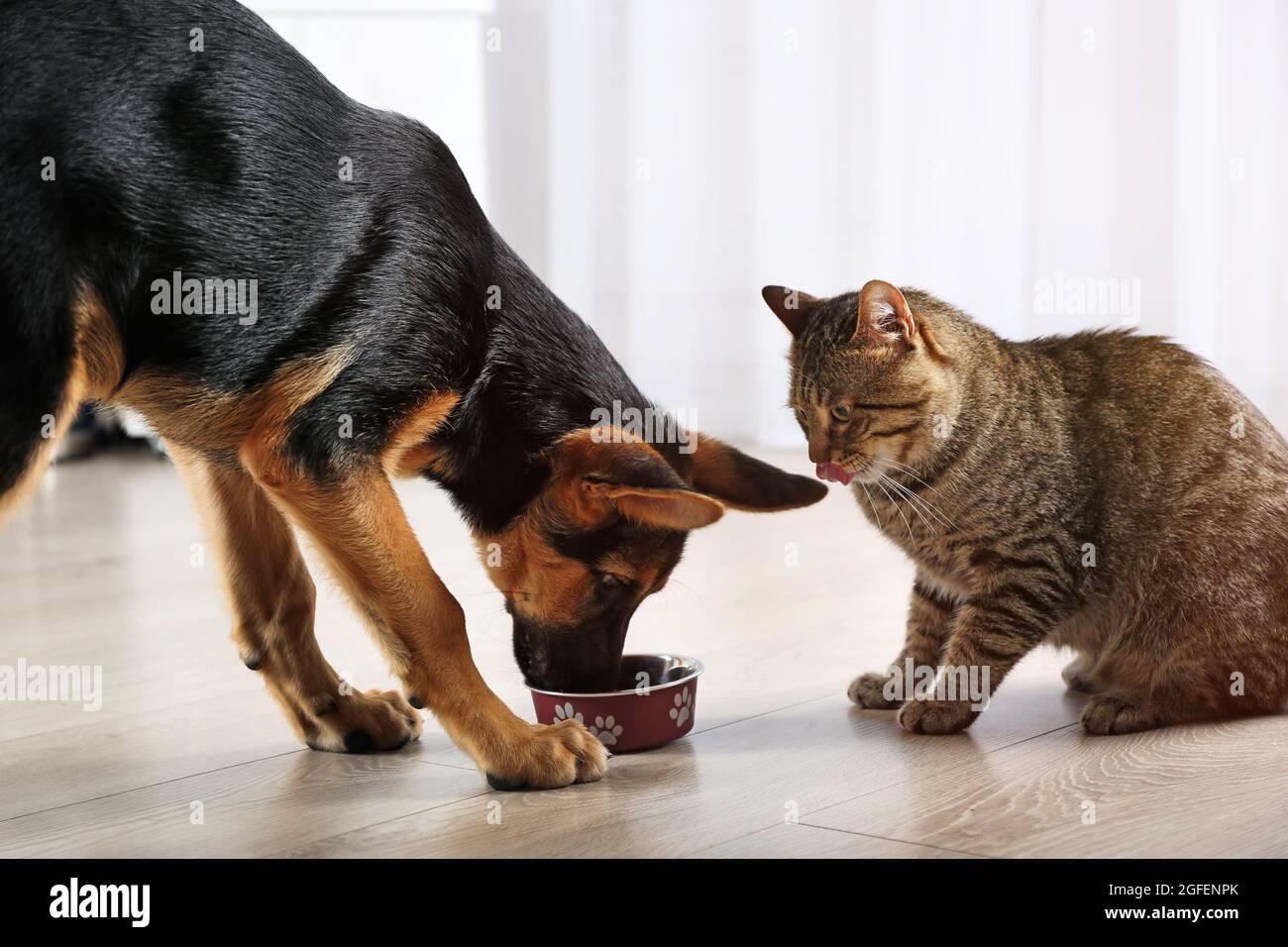 Chien et chat mangent ensemble Banque de photographies et d’images à ...