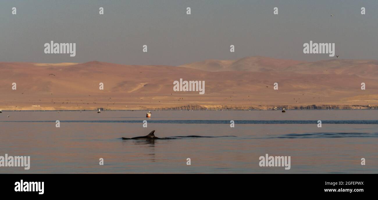 Delphin à la réserve nationale de Paracas. C'est une zone protégée ...