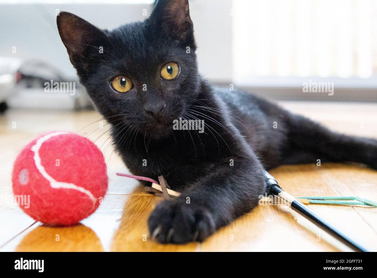 Chat jouant avec des jouets Banque de photographies et d’images à haute ...