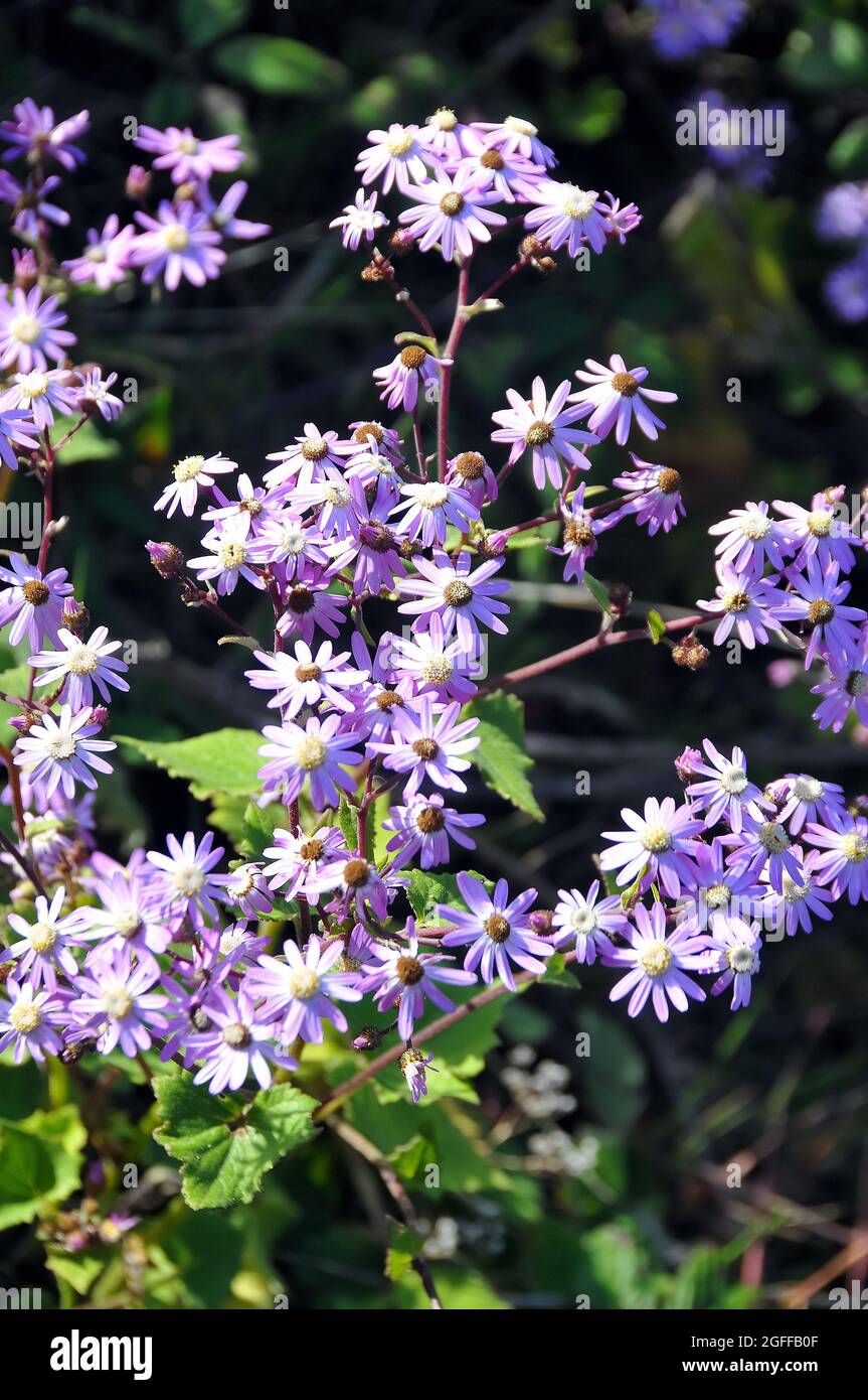 Cineraria pericallis cruenta Banque de photographies et d’images à ...
