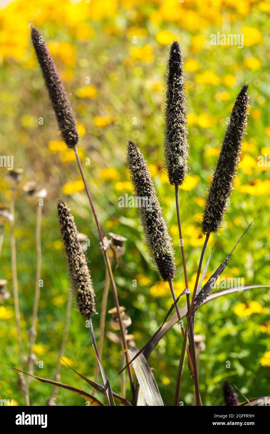 Ornamental Millet Pennisetum Glaucum Banque d'image et photos - Alamy
