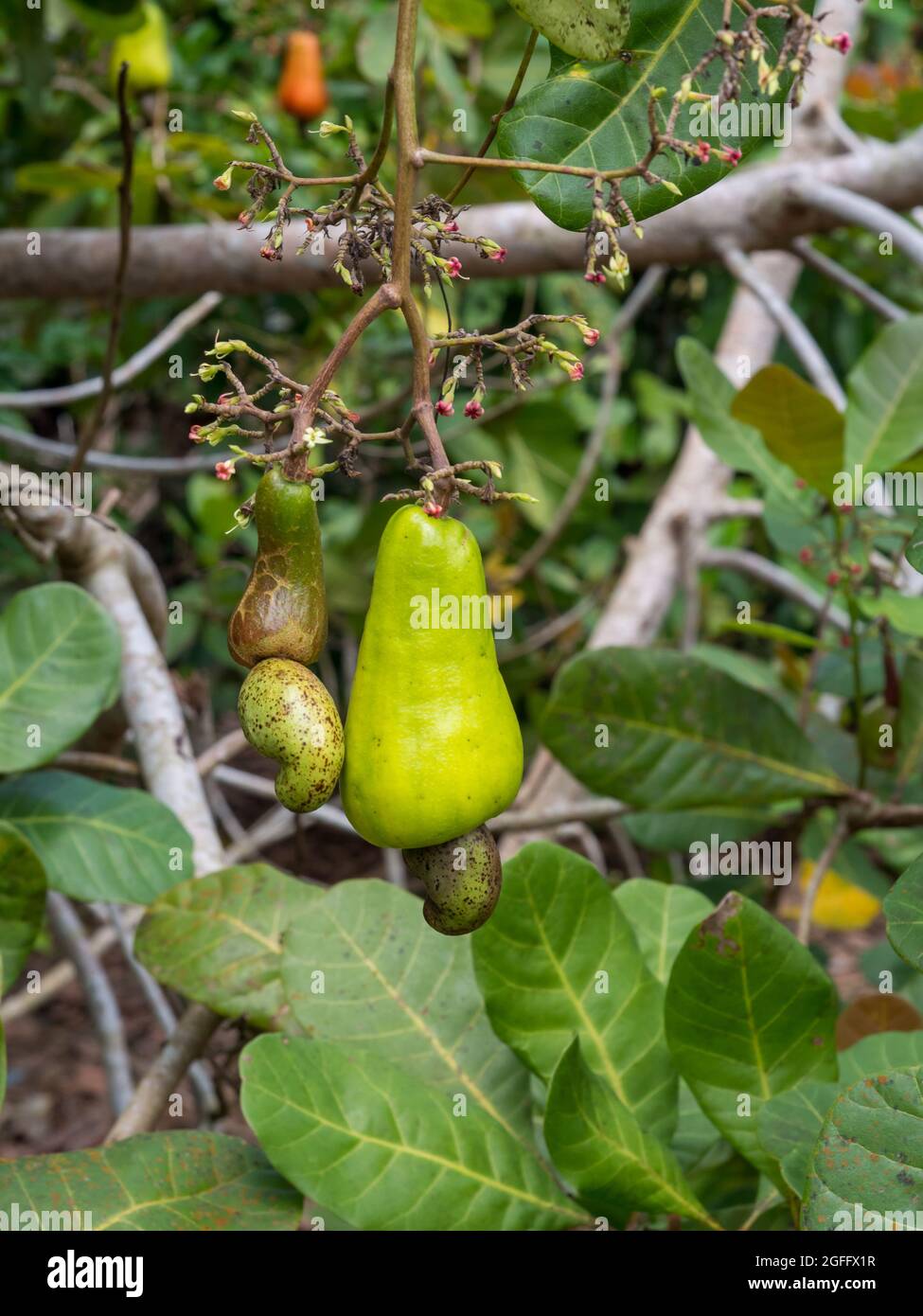 Fruit in a cashew tree Banque de photographies et d’images à haute ...