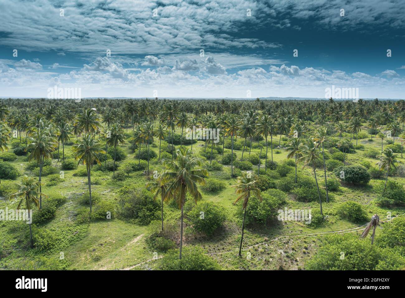 Coconut forest Banque de photographies et d’images à haute résolution ...