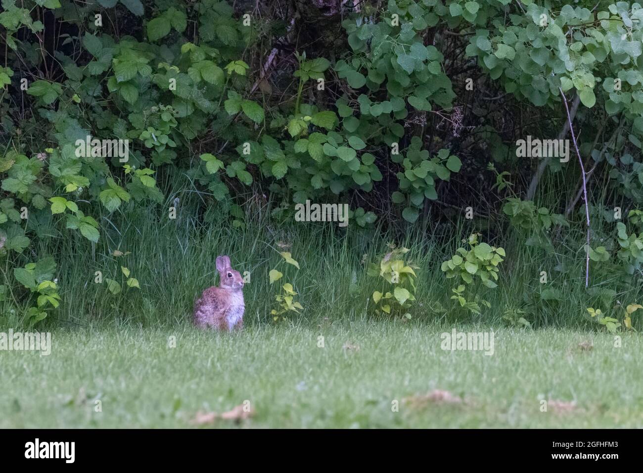 Bord de chasse au lapin Banque de photographies et d’images à haute ...