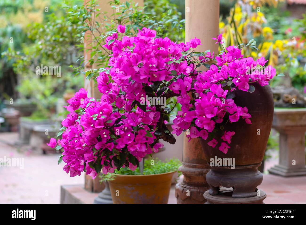 Bougainvillea spectabilis Banque de photographies et d’images à haute ...