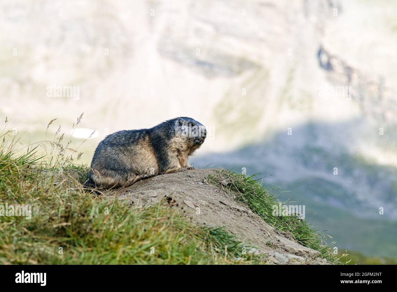 Marmotte alpine marmota marmota dans la neige Banque de photographies ...