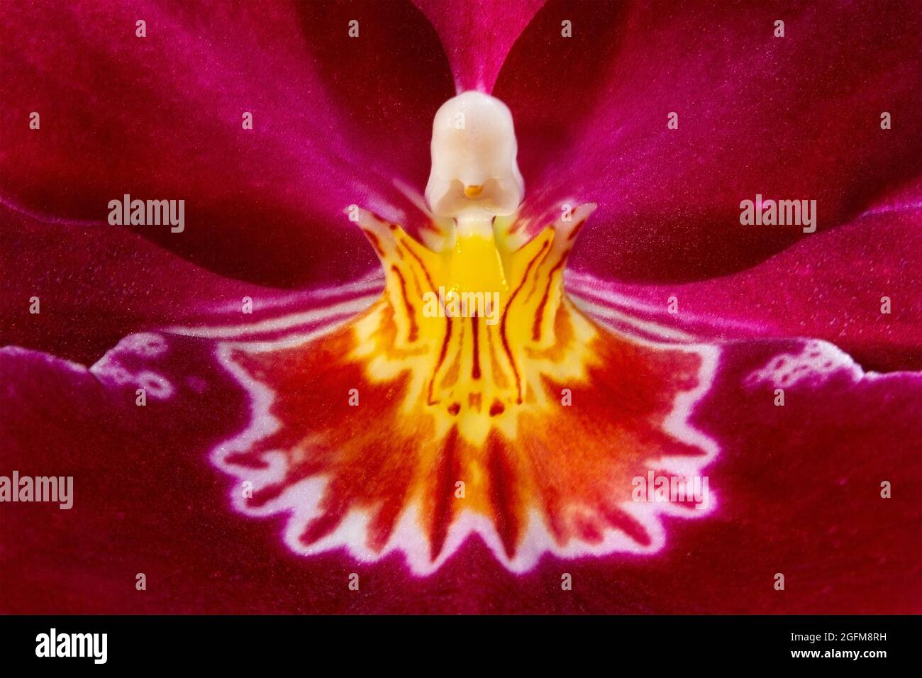 La structure unique de la fleur d'orchidée repose sur un gynostemium ou ...