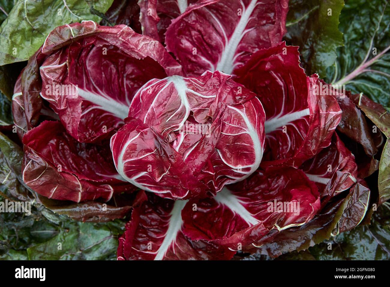 Radicchio rosso di verona Banque de photographies et d’images à haute ...