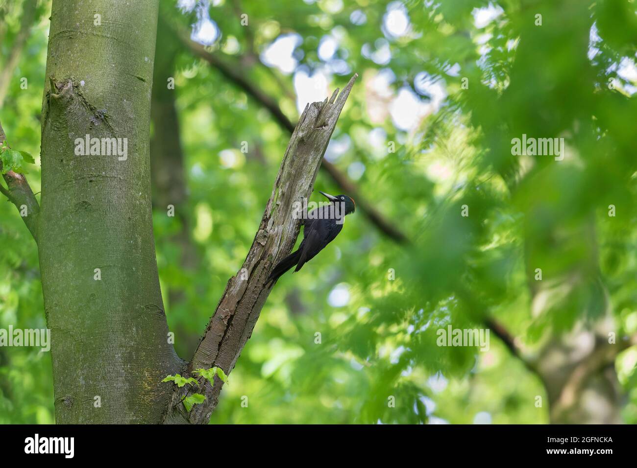 Picus martius Banque de photographies et d’images à haute résolution ...