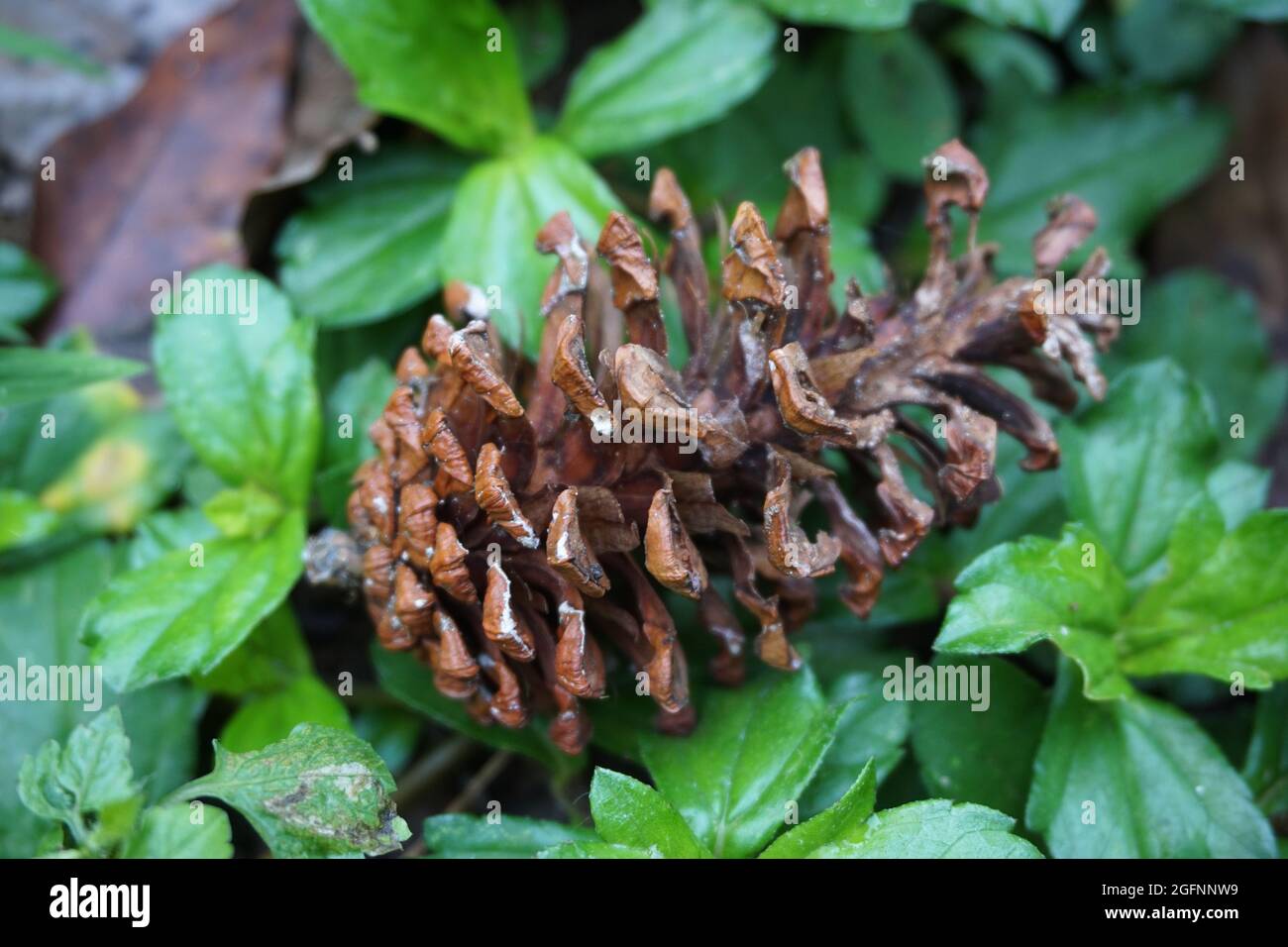 Fleur de pin Banque de photographies et d’images à haute résolution - Alamy