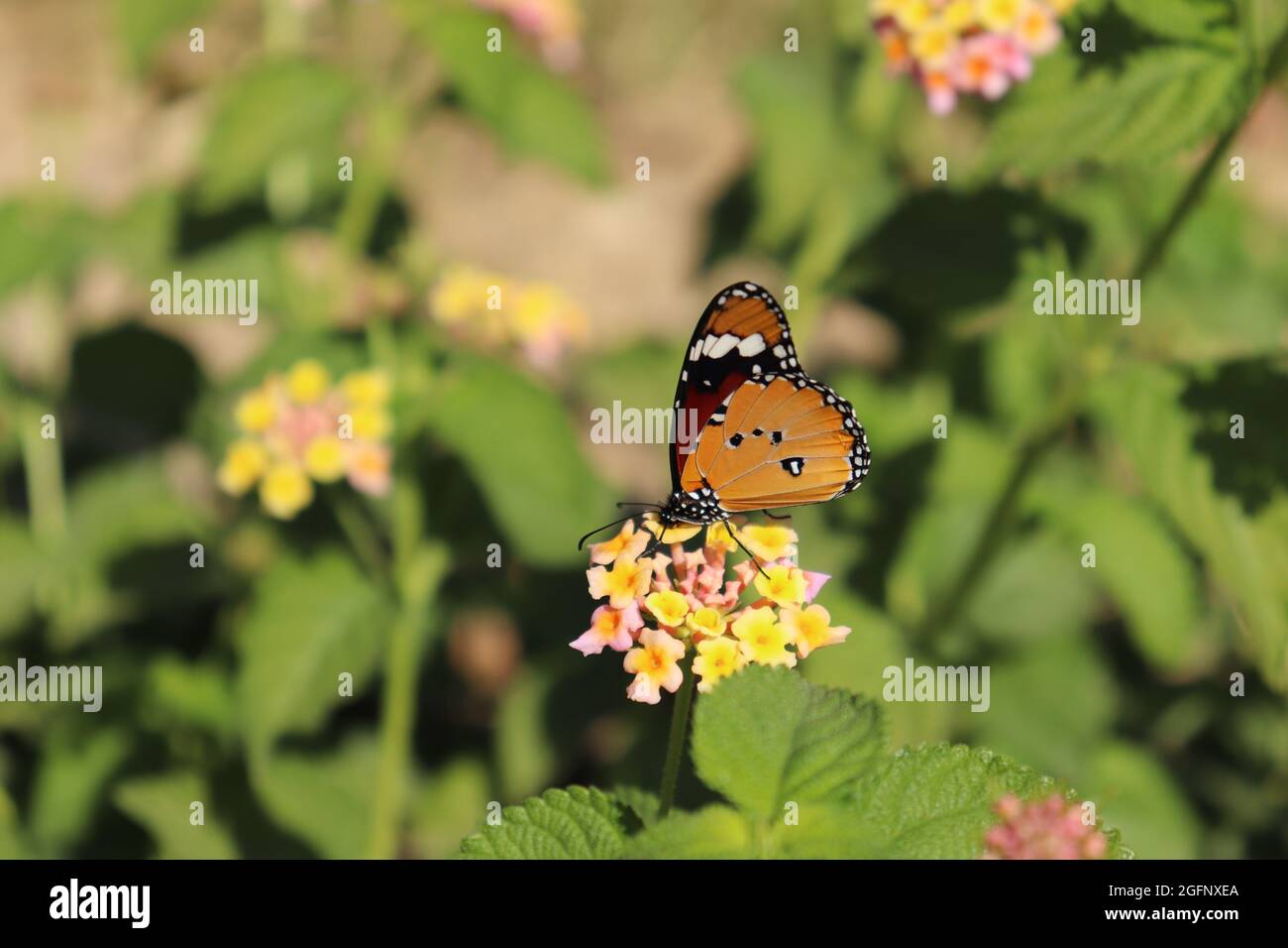 Papillon reine africaine Banque de photographies et d’images à haute ...