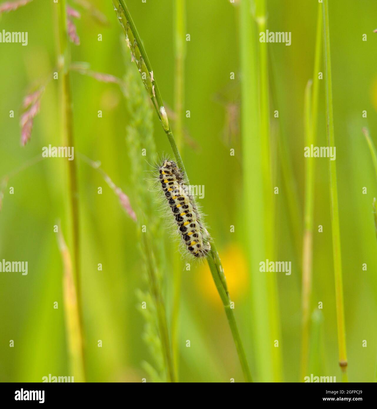 Caterpillar climbing Banque de photographies et d’images à haute ...