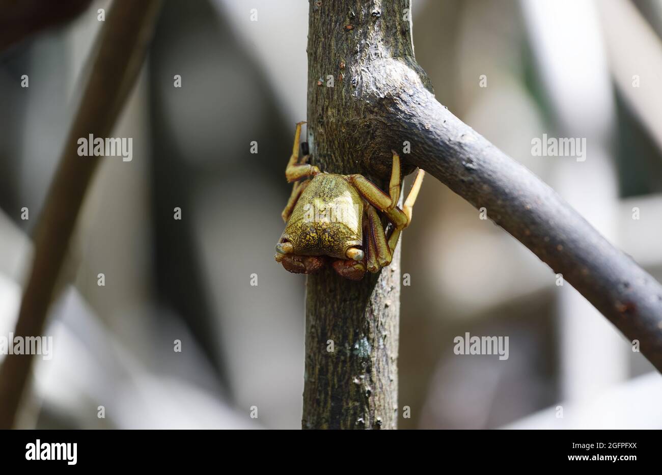 Crabe jaune tropical des caraïbes dans la forêt de mangrove - île de la ...